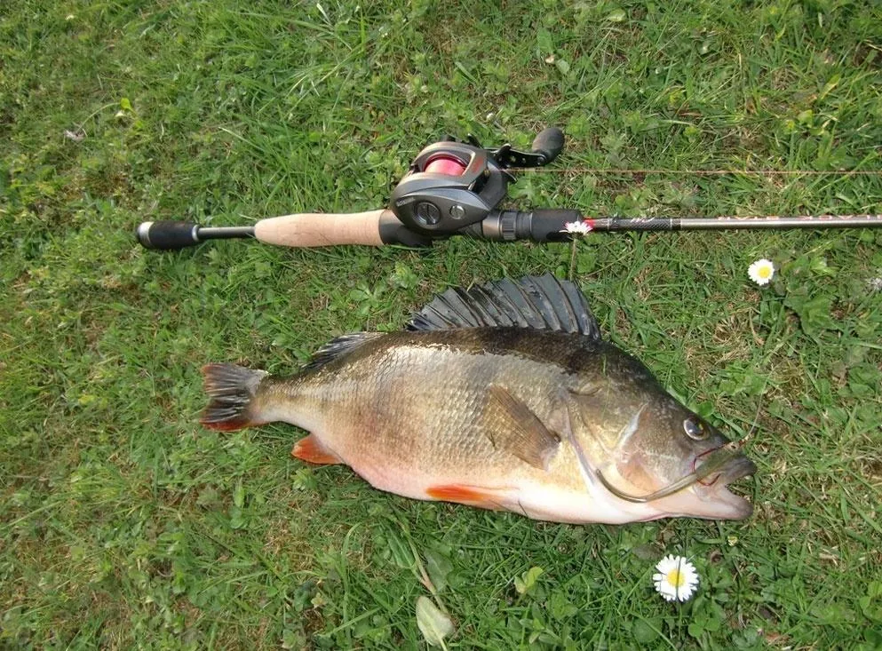 Ørsted Put and Take Fiskesø | Ørredfiskeri midt på Sjælland