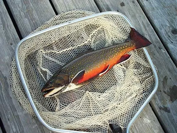 Ørsted Put and Take Fiskesø | Ørredfiskeri midt på Sjælland